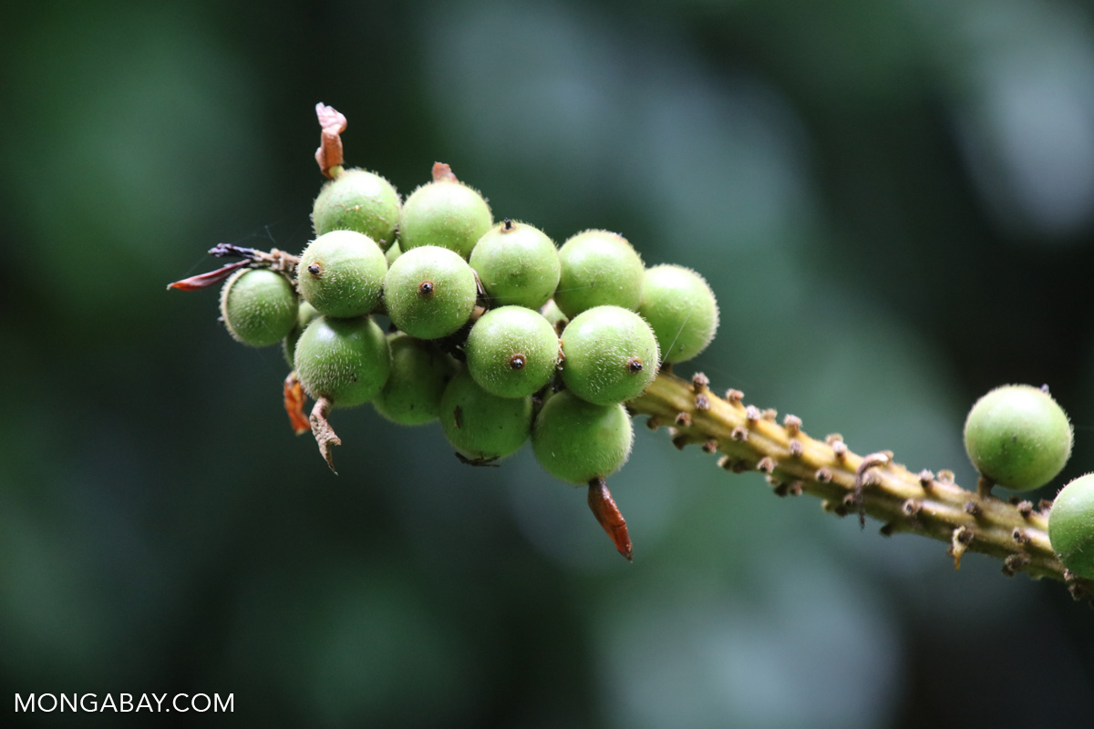Traditional Fruit From China