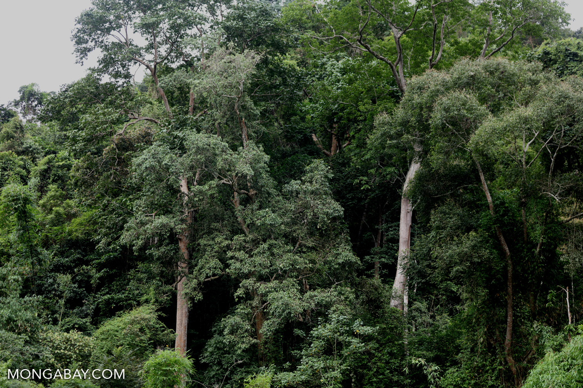 Seasonal tropical forest in China