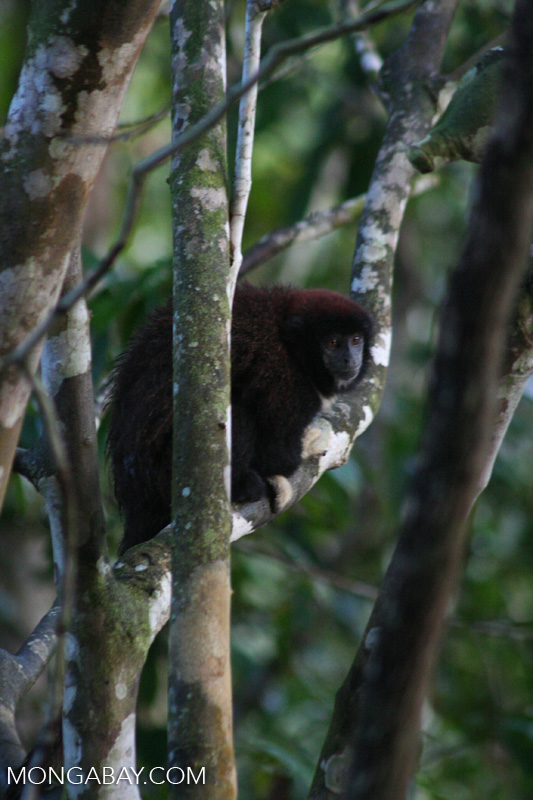 Yellow-handed Titi Monkey [br_co-0316]