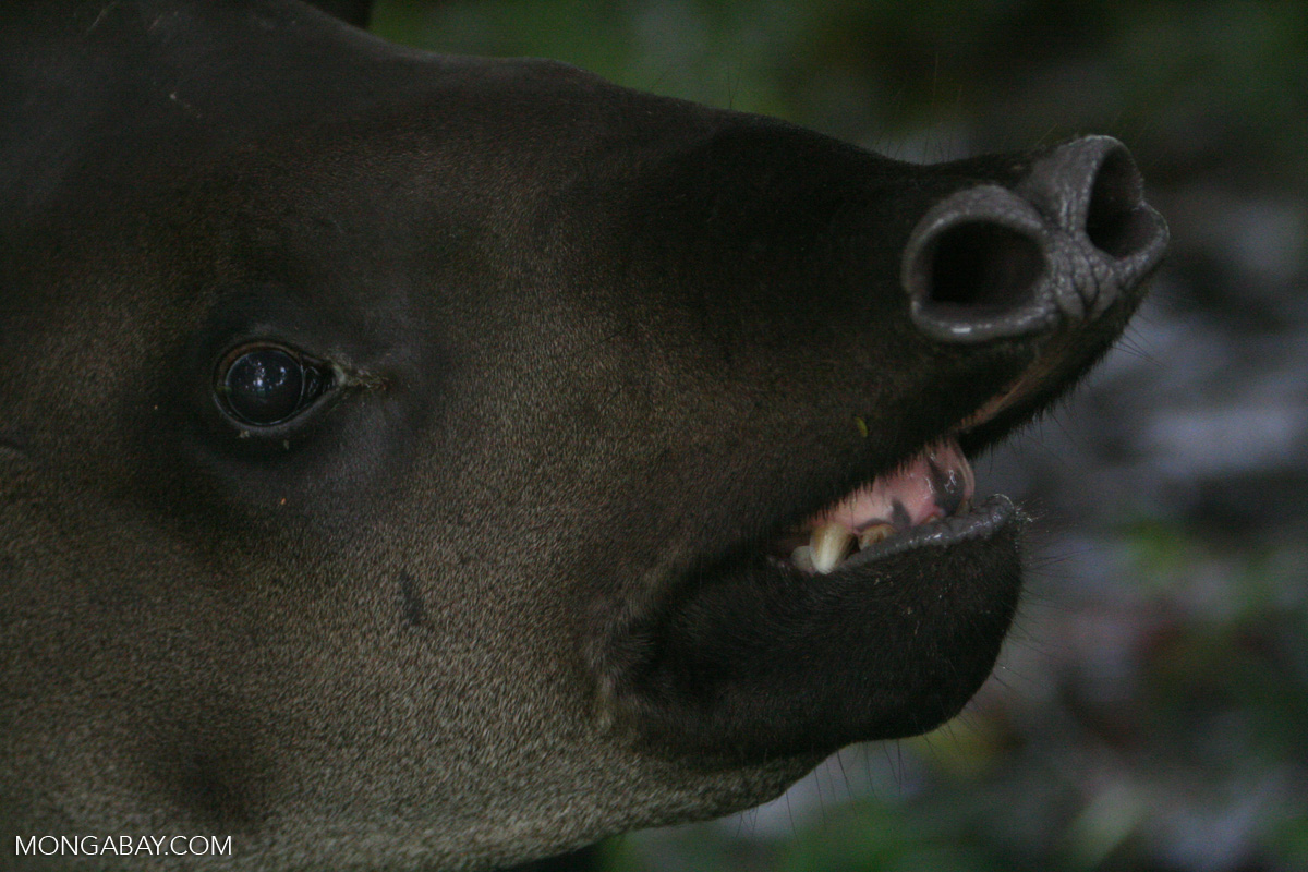 Headshot of a tapir (Tapirus terrestris)