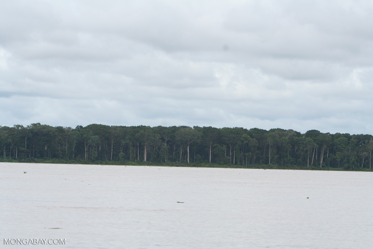 Floodplain (varzea) forest along the Amazon river