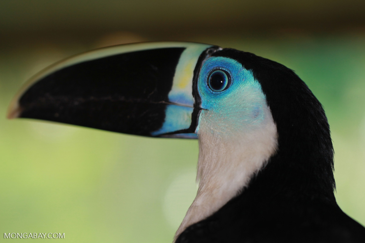 White-throated Toucan (Ramphastos tucanus) [colombia_0054]