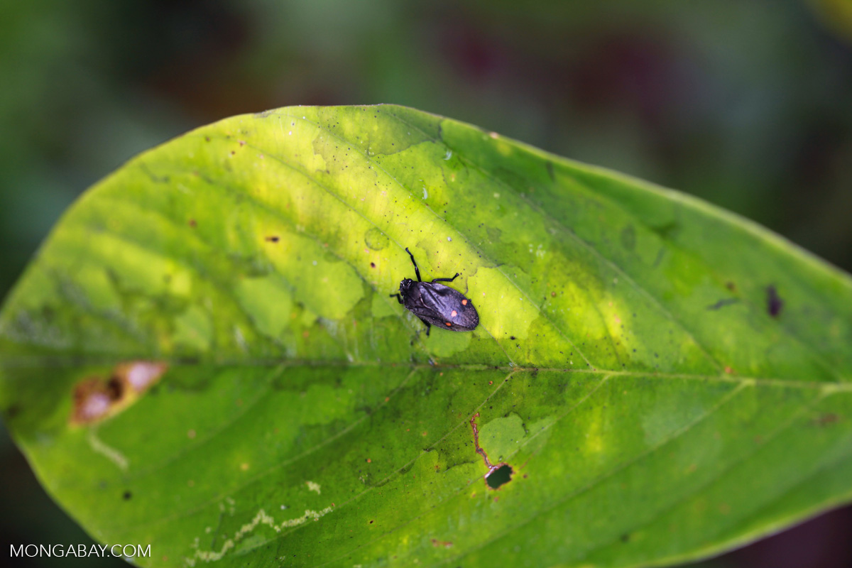 insect [colombia_0097]