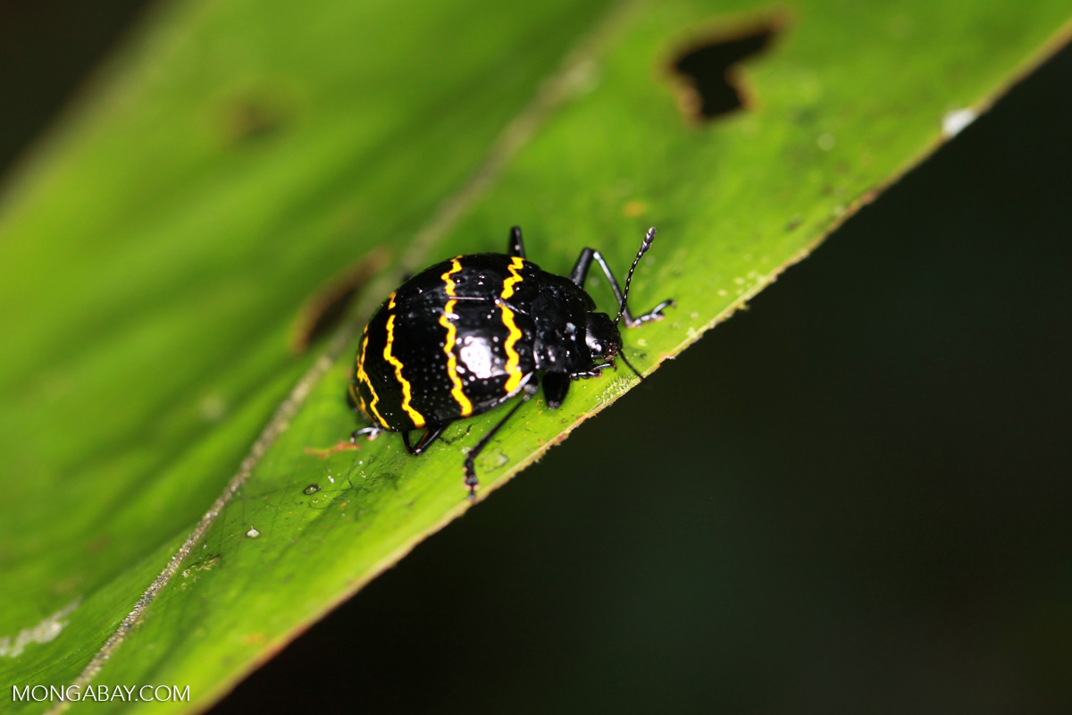 Pleasing fungus beetle (Erotylidae family) with a black and yellow zig ...