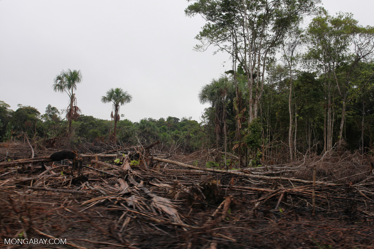 Deforestation in the Colombian Amazon
