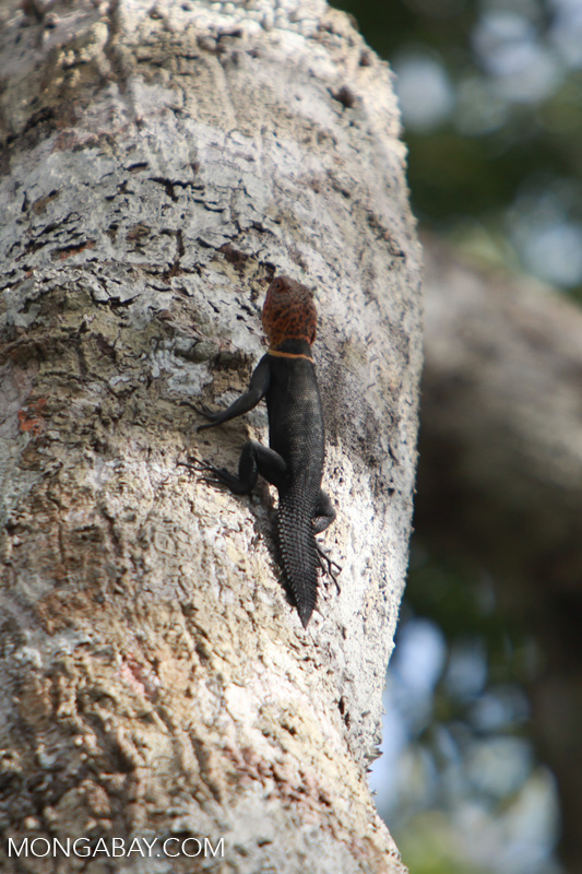 Orange-headed black lizard