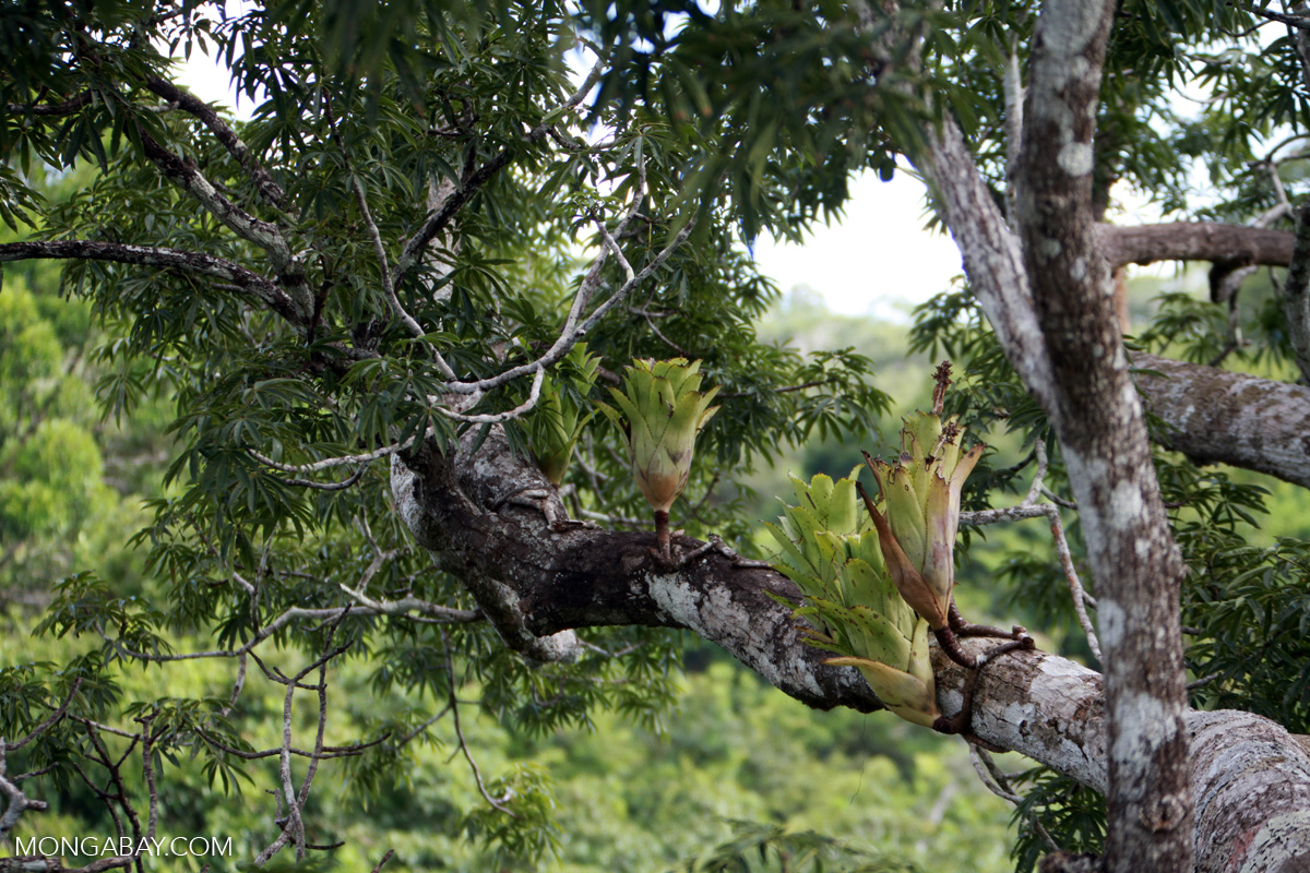 Bromeliad in the rainforest canopy [colombia_0311]