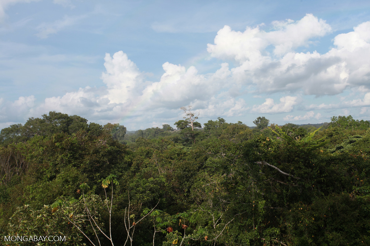Amazon rainforest canopy [colombia_0326]