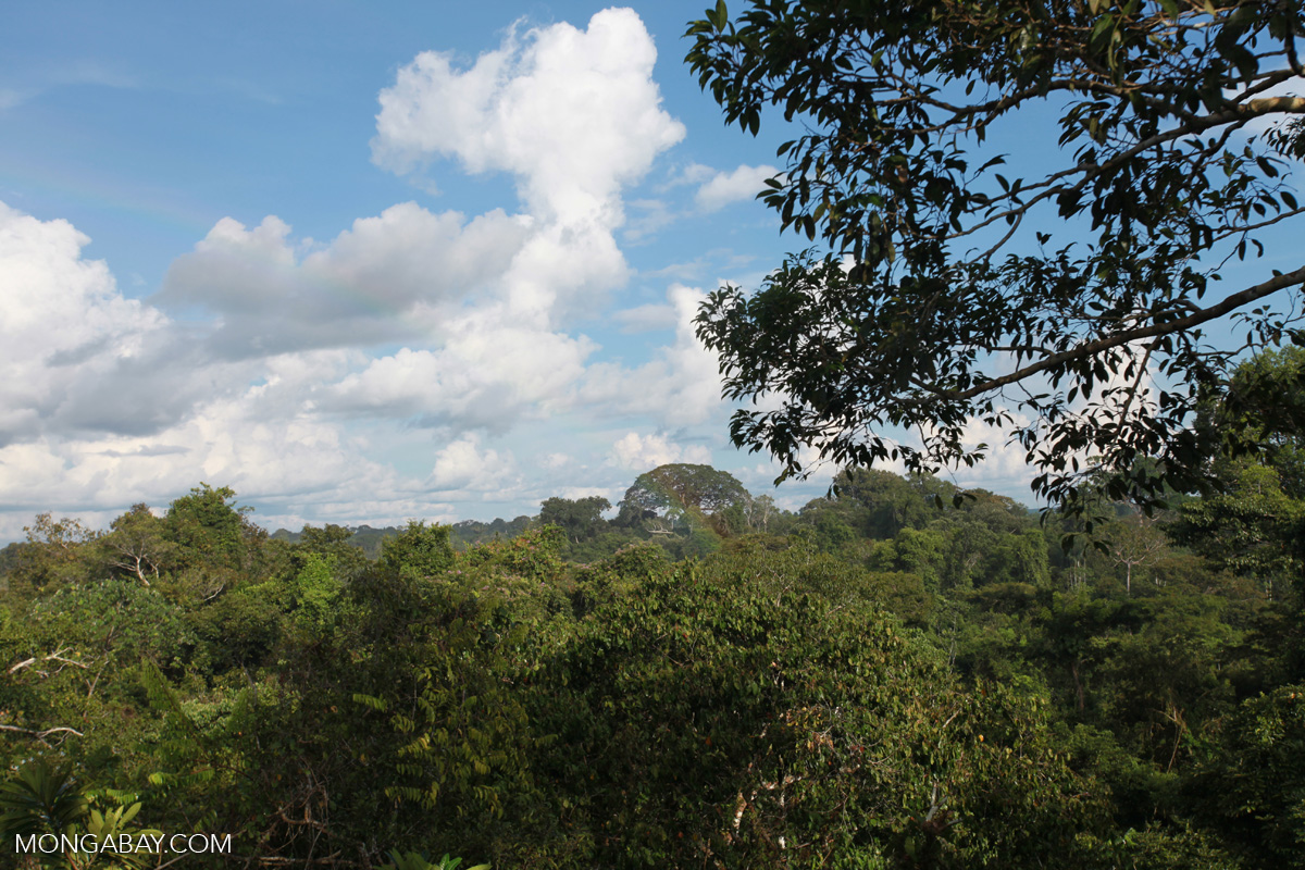 Amazon rainforest canopy [colombia_0331]