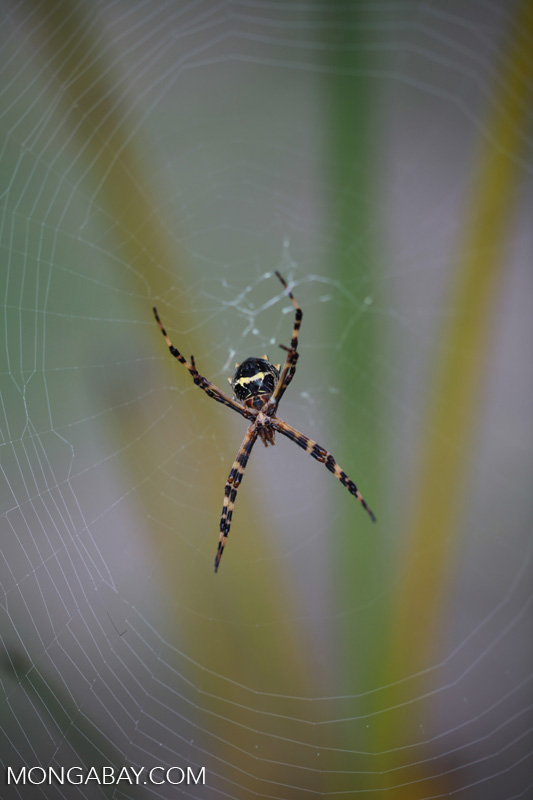 Orb spider [colombia_0471]