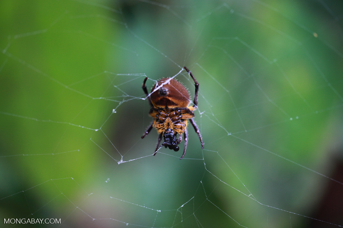 Orb spider [colombia_0501]