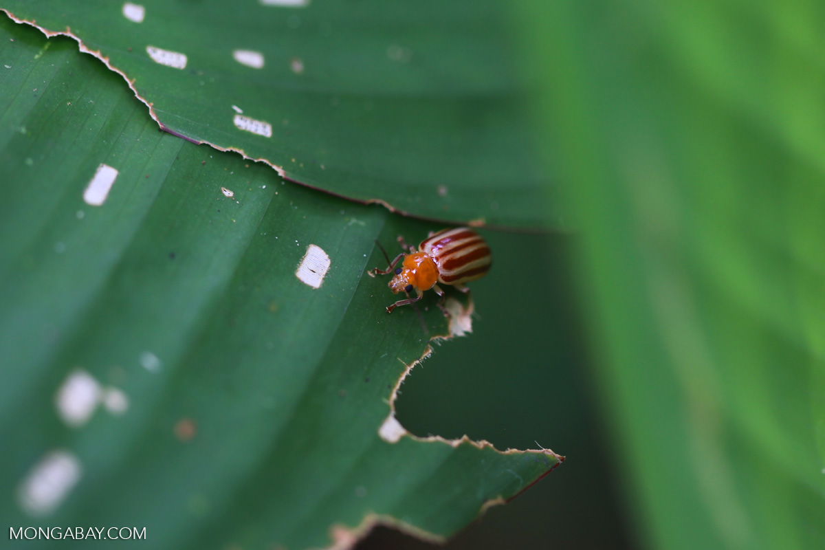 Orange and yellow leaf beetle [colombia_0538]