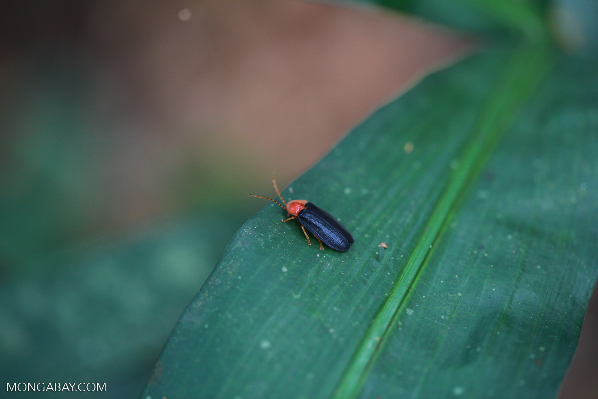 Red and black bug [colombia_0624]