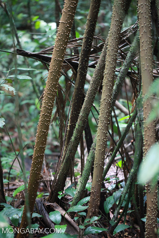 Spiny roots of the walking palm [colombia_0626]