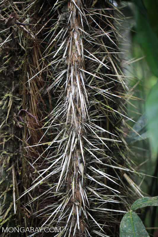 Spiny palm [colombia_0688]