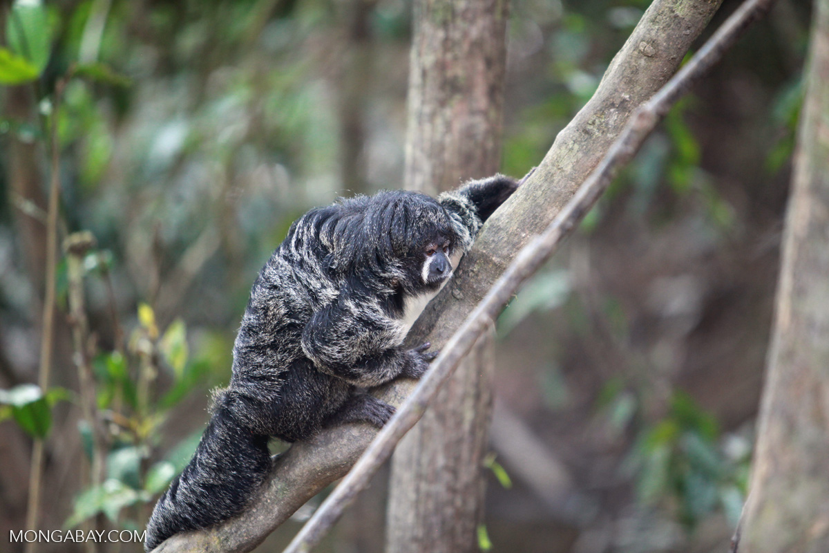 Monk Saki Monkey (Pithecia monachus)
