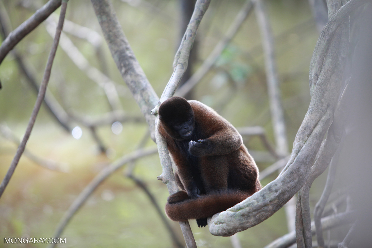 Common Woolly Monkey Lagothrix Lagotricha colombia 0842 common-woolly-monkey-lagothrix-lagotricha-colombia-0842