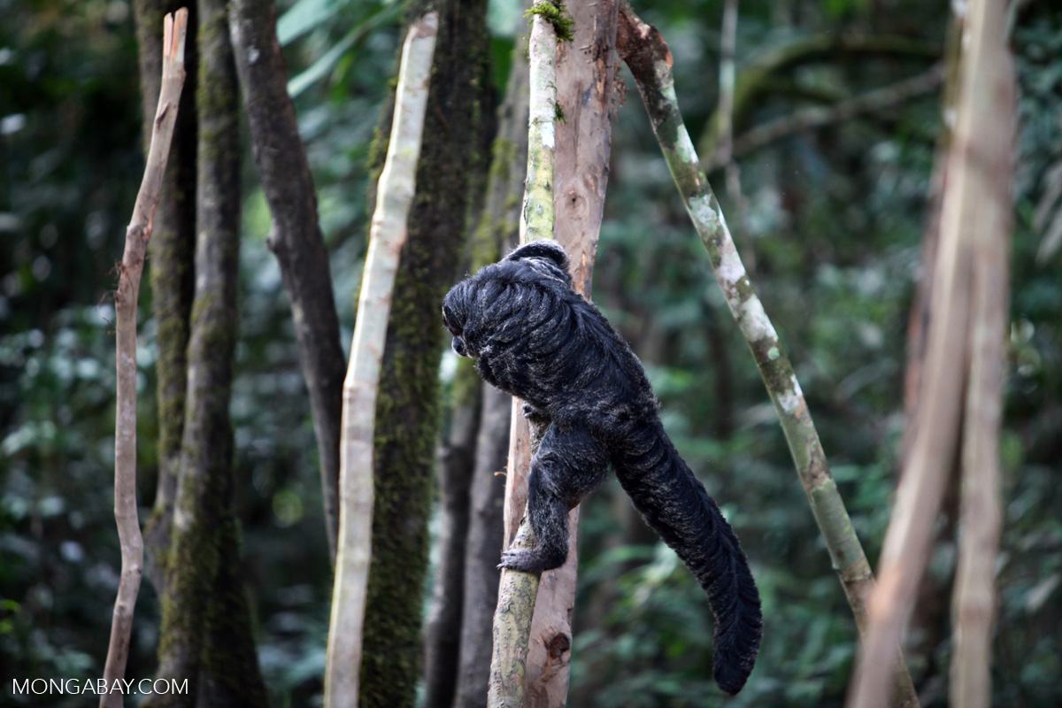 Monk Saki (Pithecia monachus) [colombia_0844]