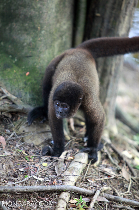 Common woolly monkey (Lagothrix lagotricha) [colombia_0965]