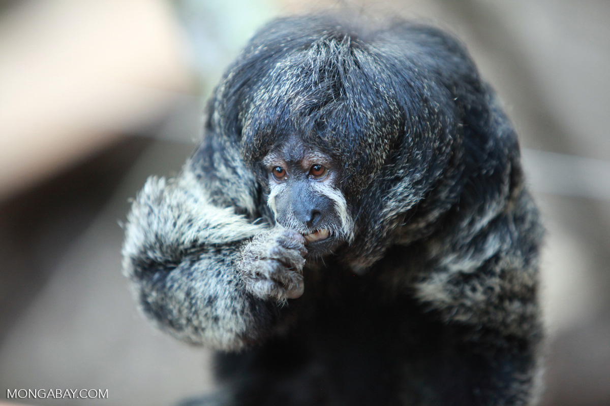 Monk Saki (Pithecia monachus) [colombia_1050]