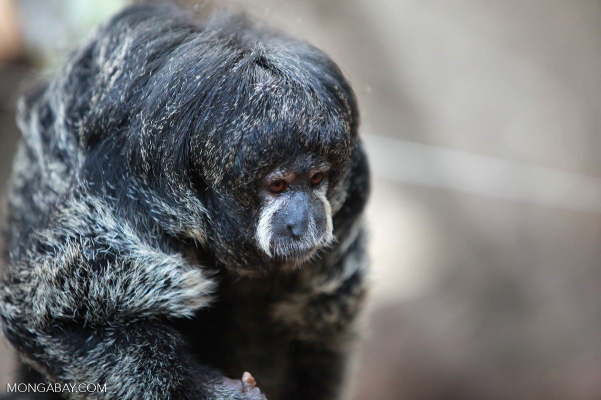 Monk Saki (Pithecia monachus) [colombia_1052]