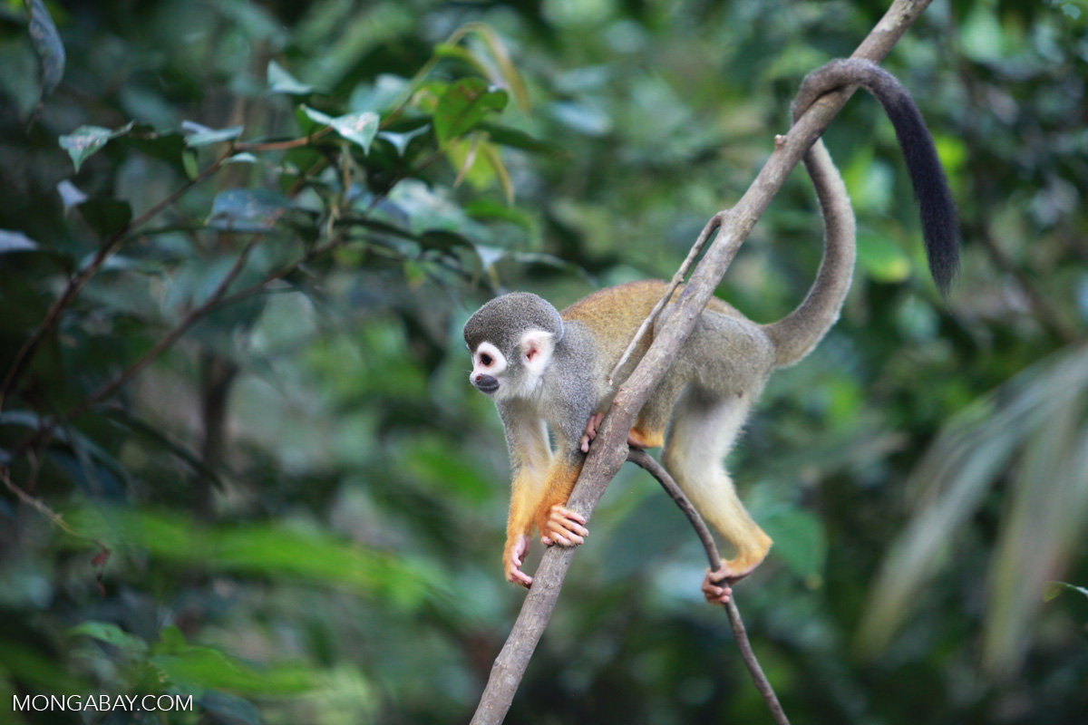 Colombian Squirrel Monkey (Saimiri sciureus)