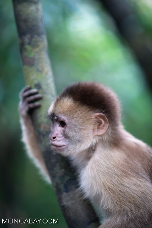 White-fronted Capuchin [colombia_1139]