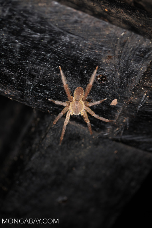 Spider [colombia_1219]