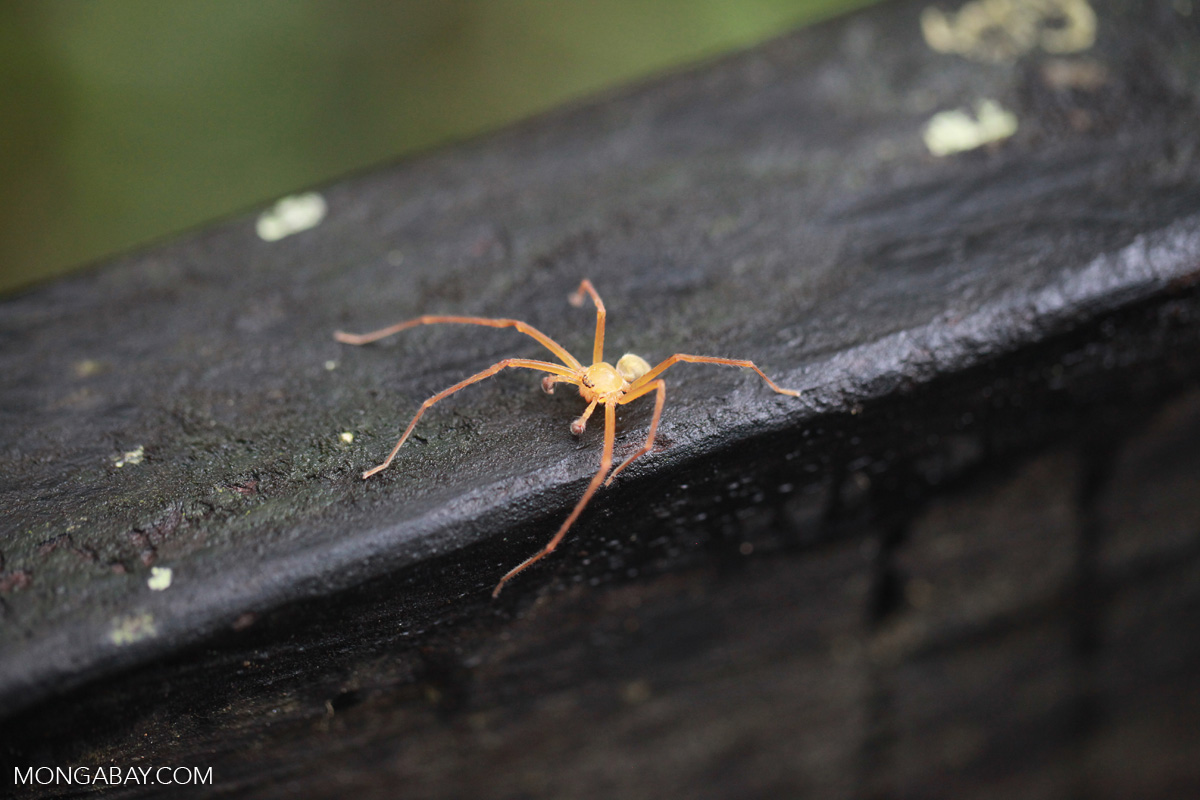 Orange spider [colombia_1240]