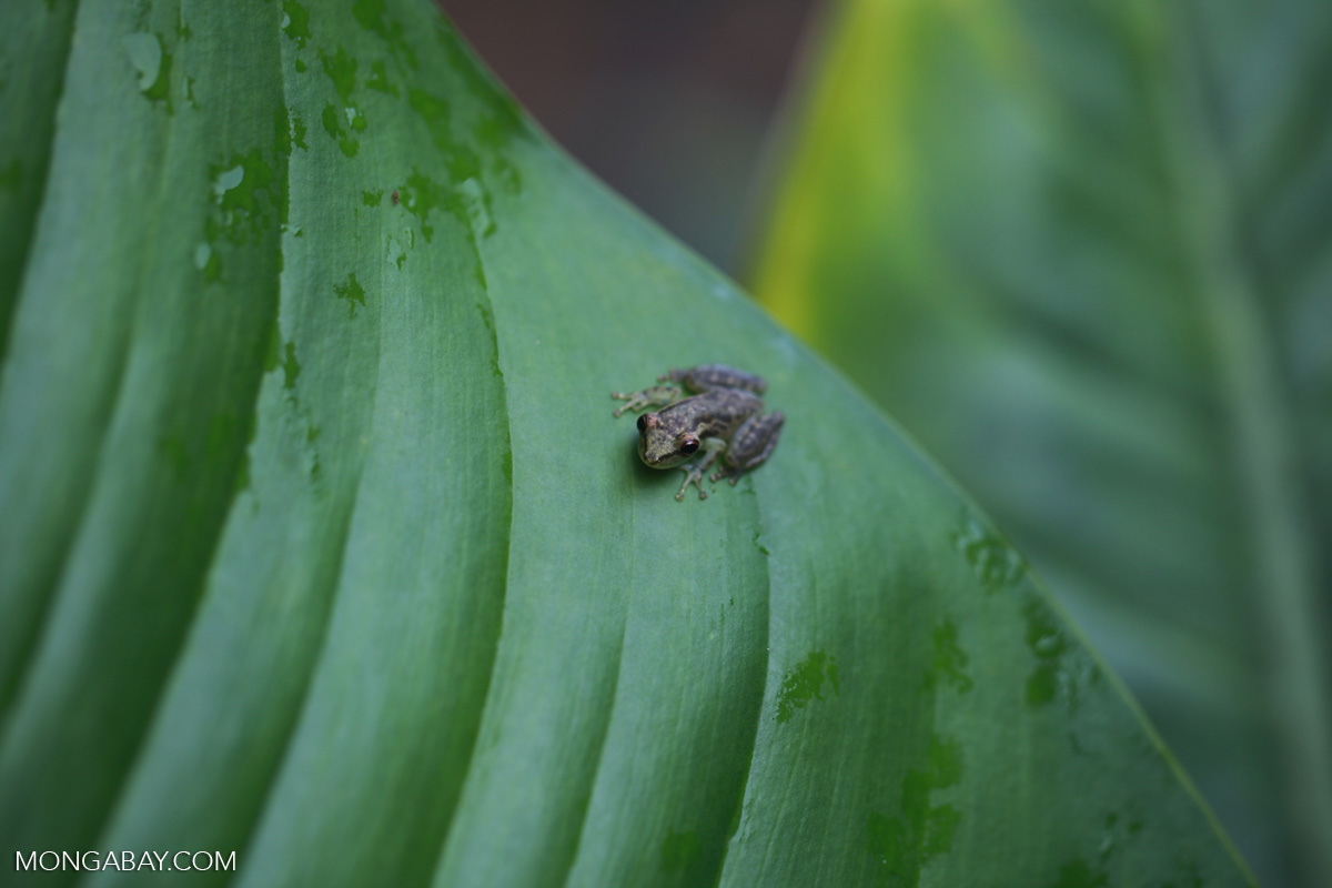 Tree frog [colombia_1288]