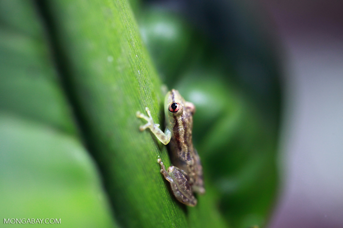 Tree frog [colombia_1299]