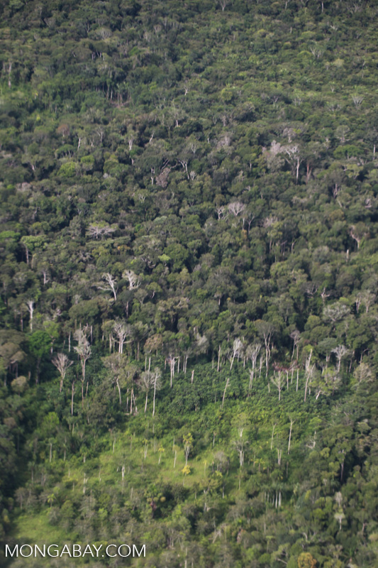 Aerial view of secondary and primary forest in the Amazon [colombia_1323]