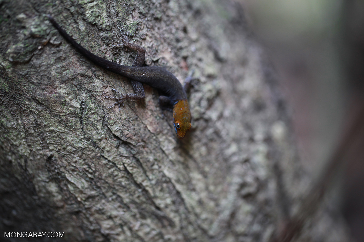 Red Head Gecko (Gonatodes albogularis)