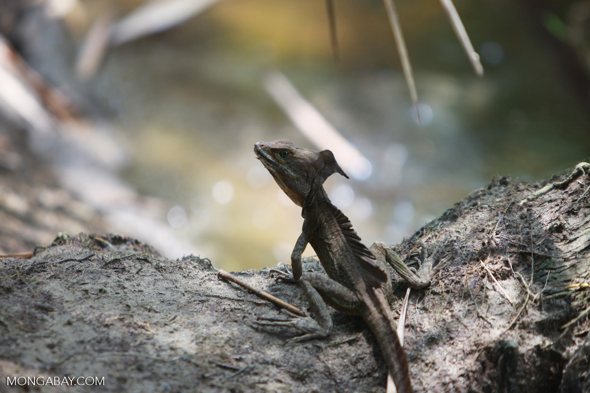 Male Common Basilisk (Basiliscus basiliscus) with crest