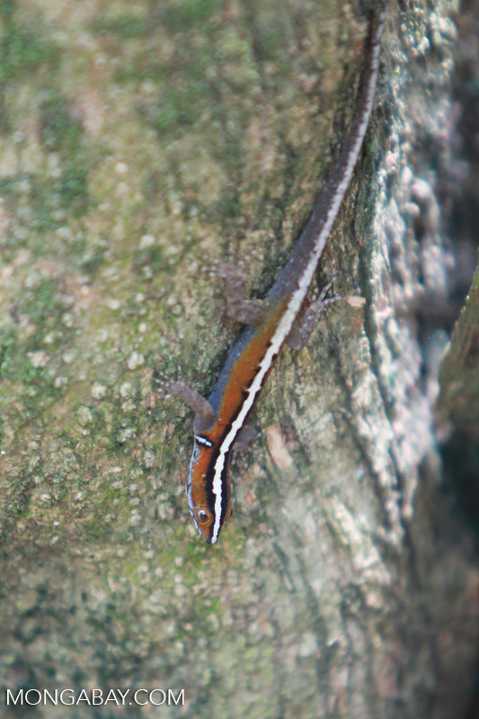 Orange, white, black, and gray lizard [colombia_1515]