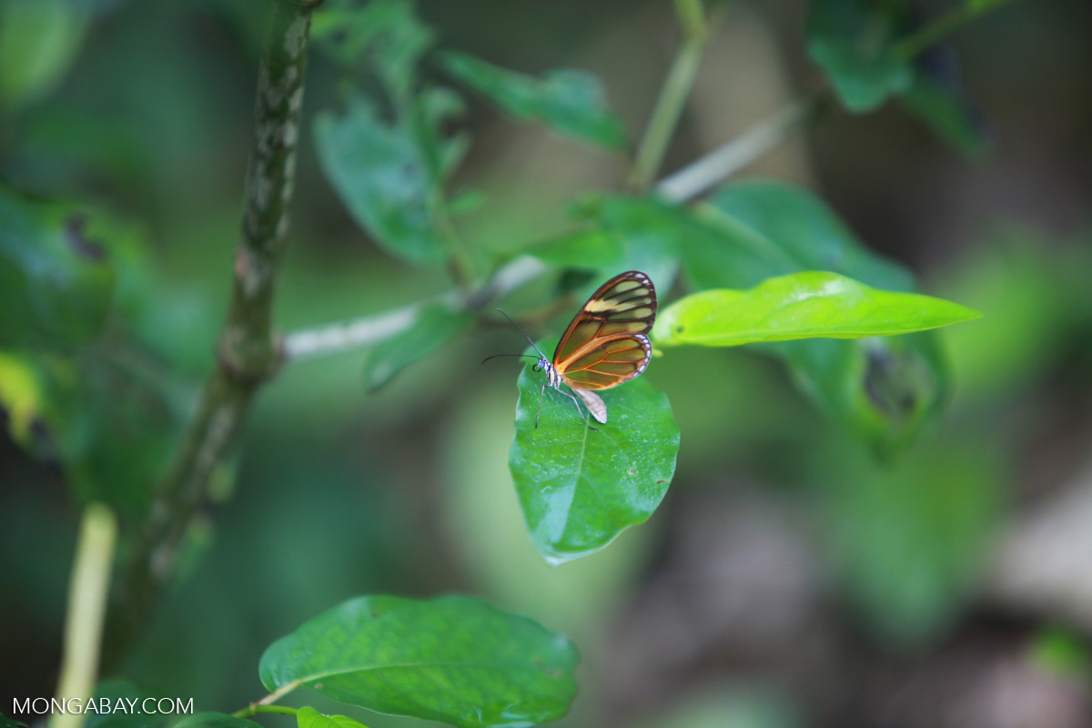 Clearwing butterfly [colombia_1568]