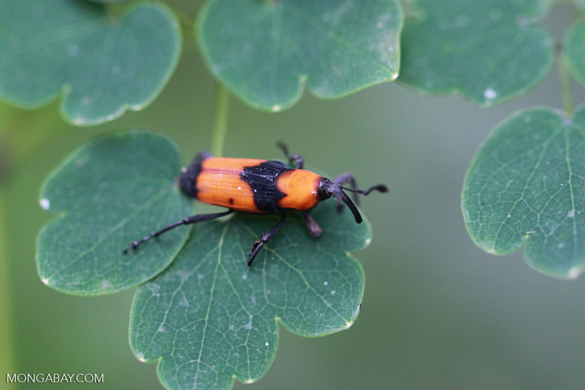 Orange and black weevil [colombia_1616]