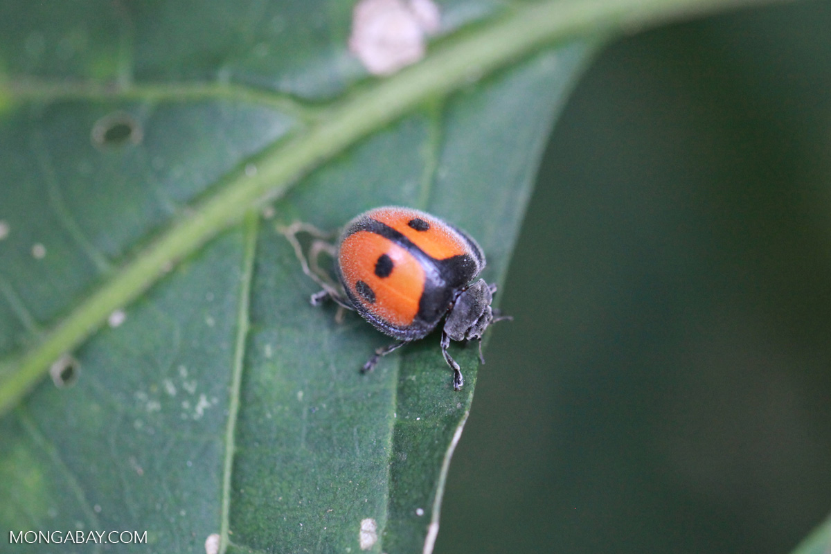 Black and orange beetle [colombia_1644]