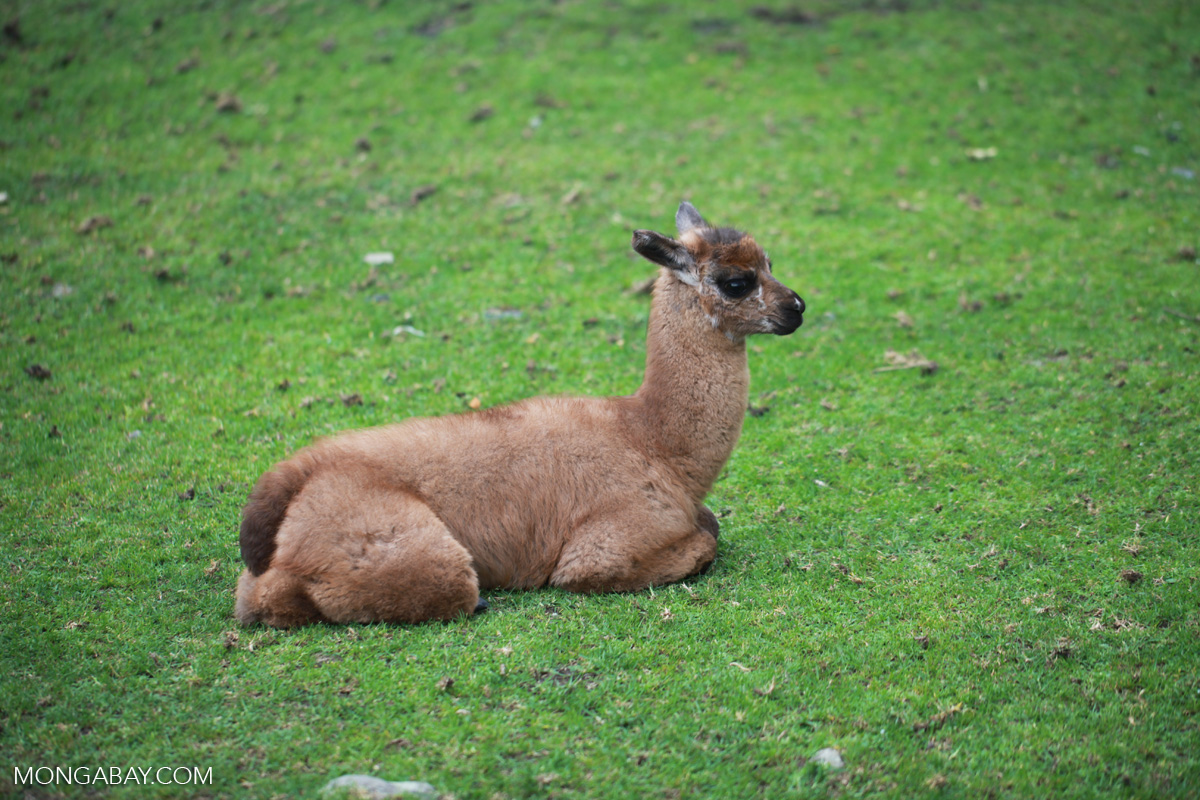 Alpaca in Colombia