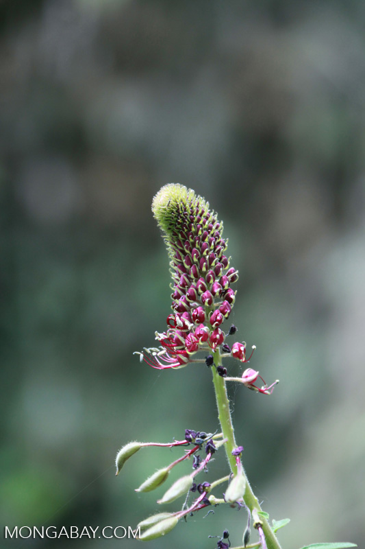 Capparaceae (the gynophore is a give away) [colombia_1681]