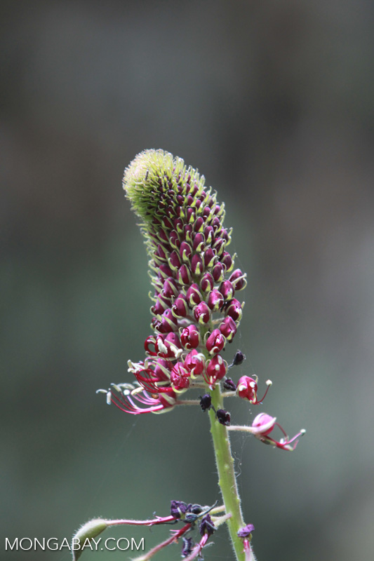 Capparaceae (the gynophore is a give away)