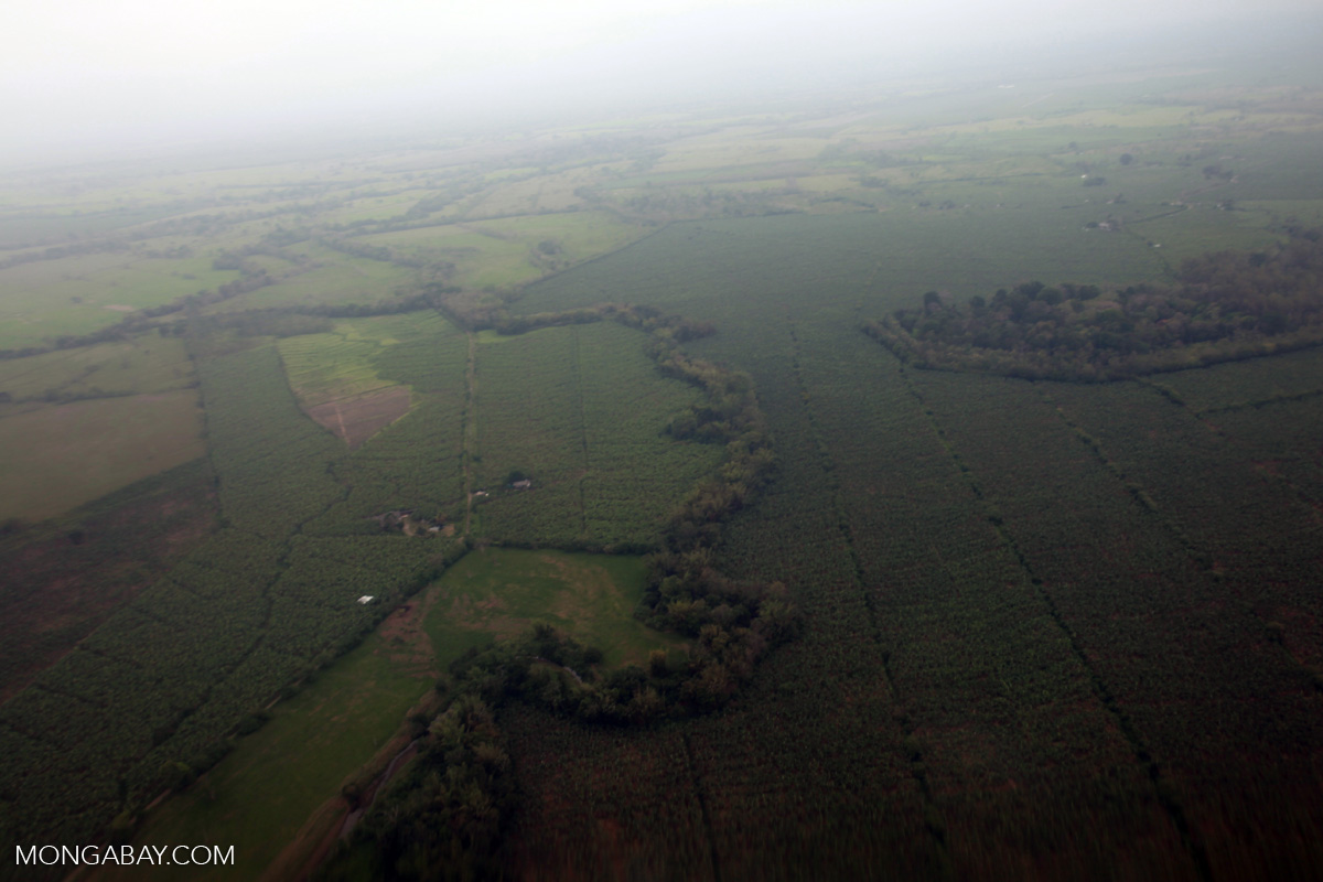 Large-scale banana cultivation in Colombia