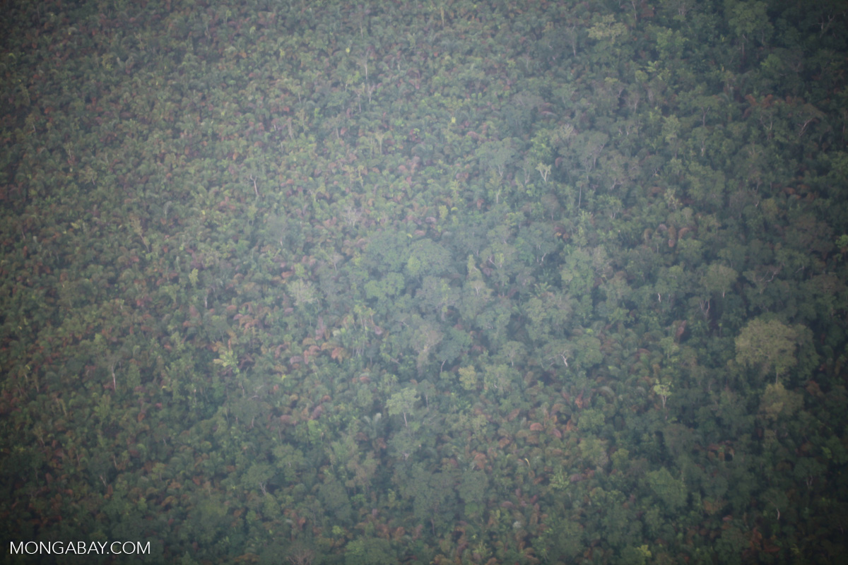 Rainforest Mongabay Choco Colombia