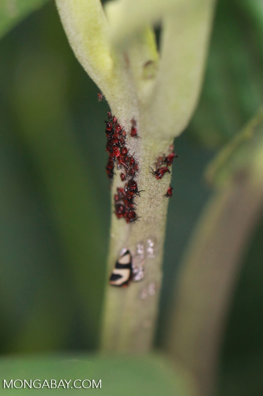 Red planthopper larvae/nymphs