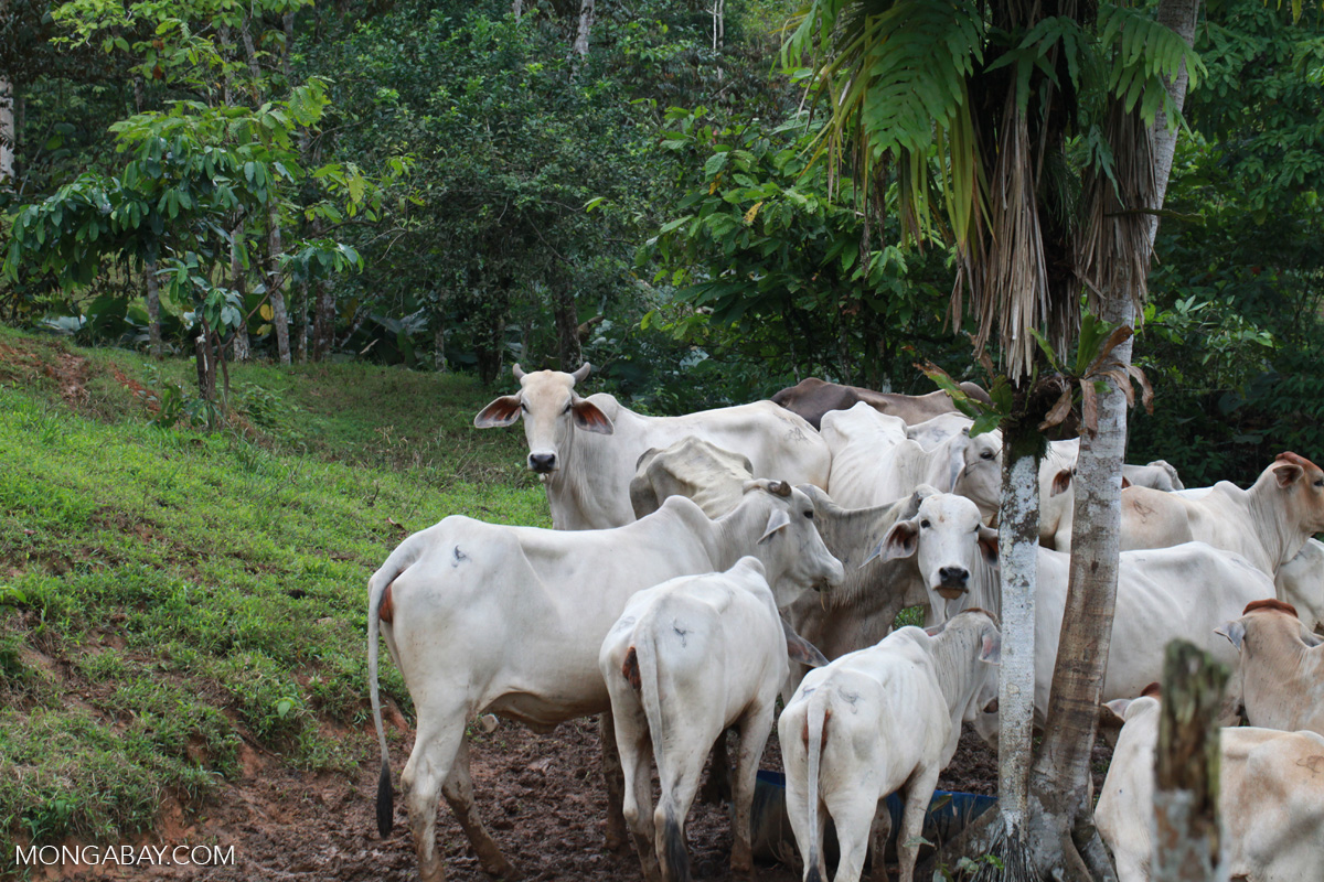 Cattle [colombia_2236]