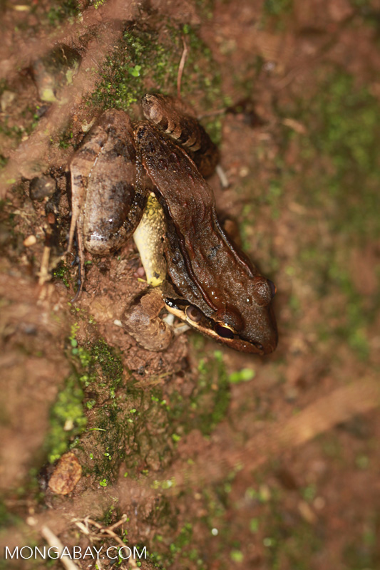 Craugastor raniformis [colombia_2459]