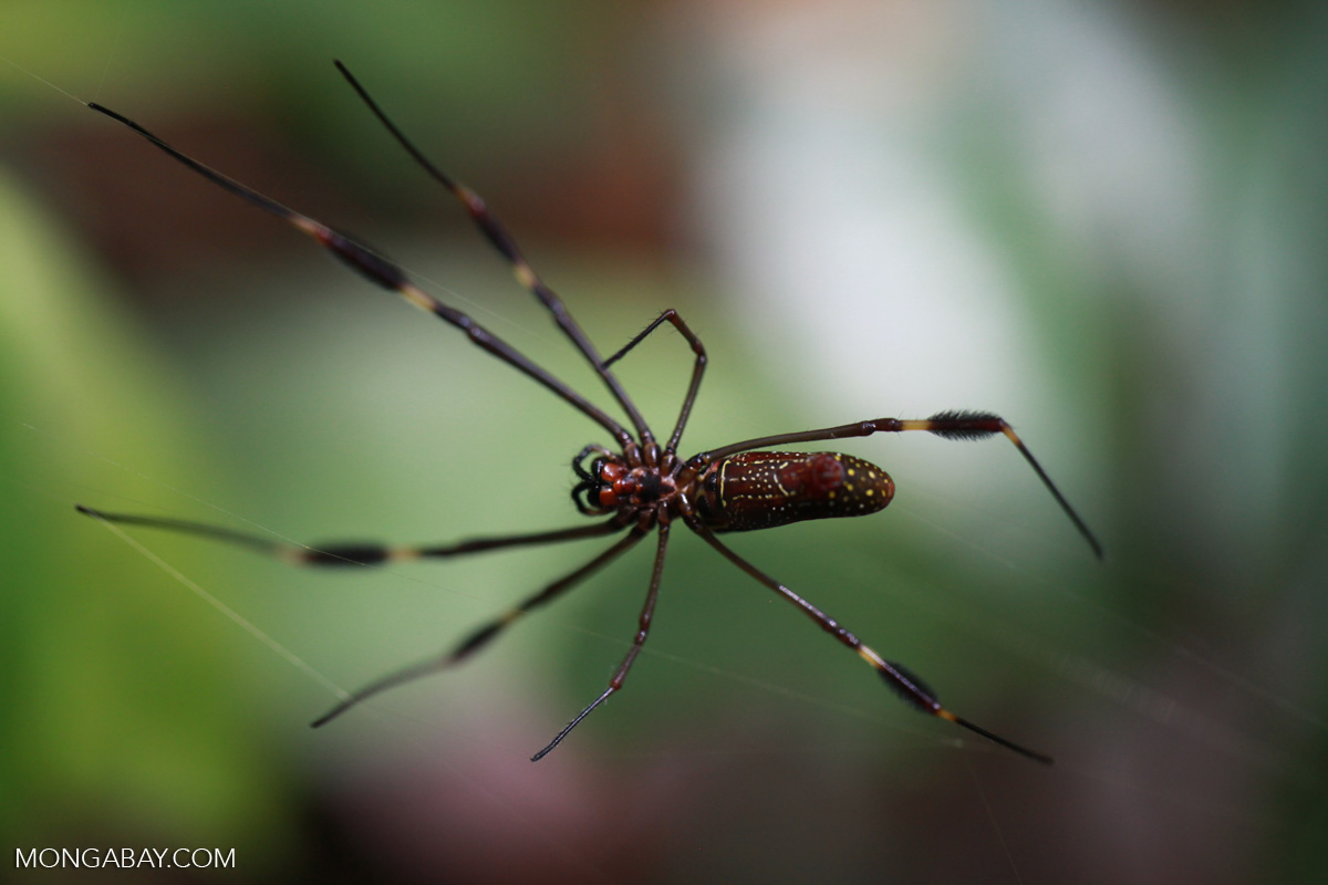 Orb spider [colombia_2634]