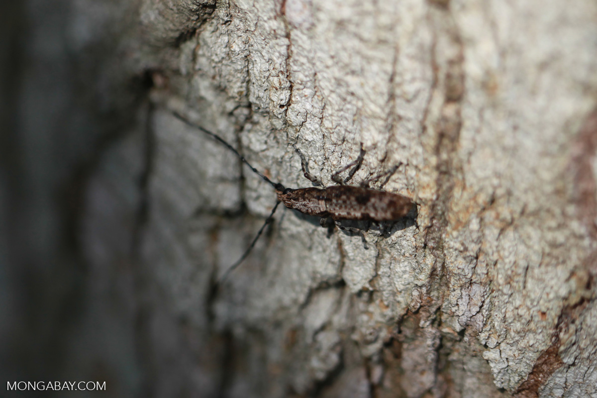 Insect [colombia_2642]