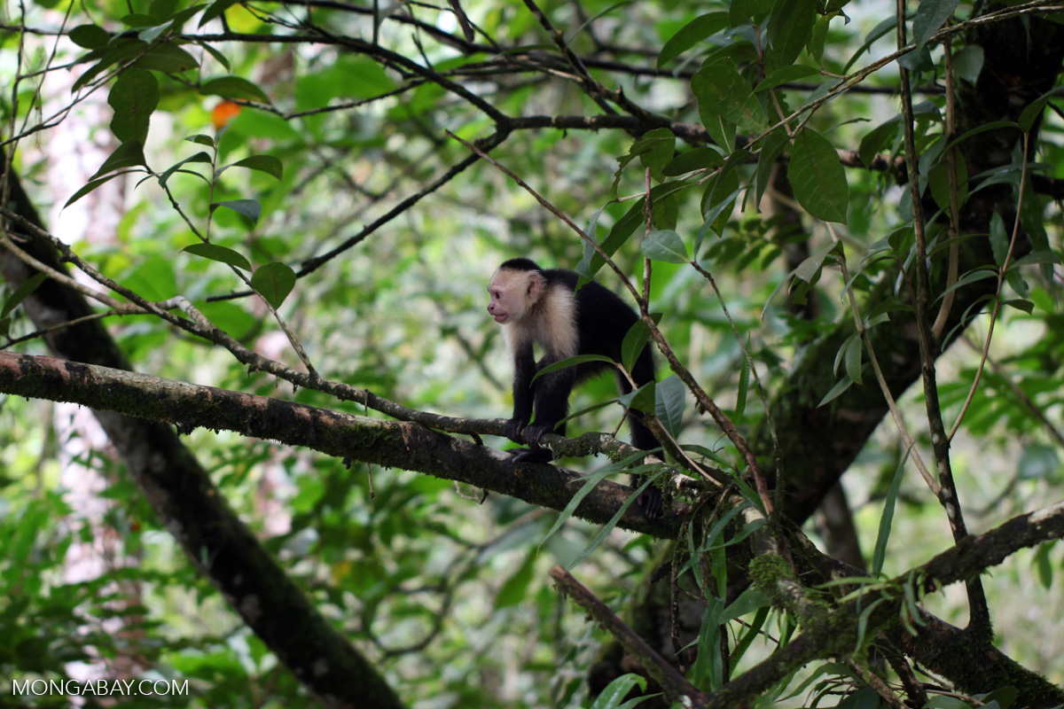 White-headed capuchin monkey [colombia_2975]