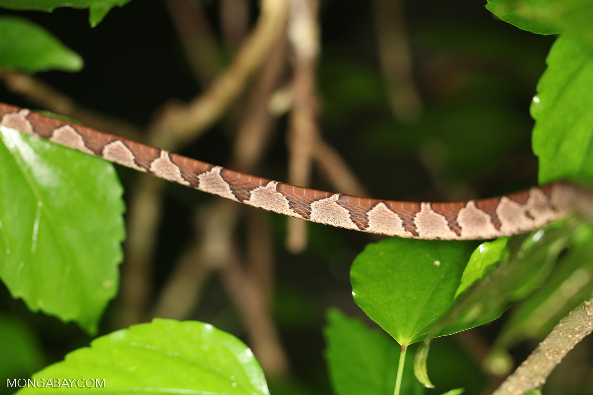 Snake [colombia_3109]